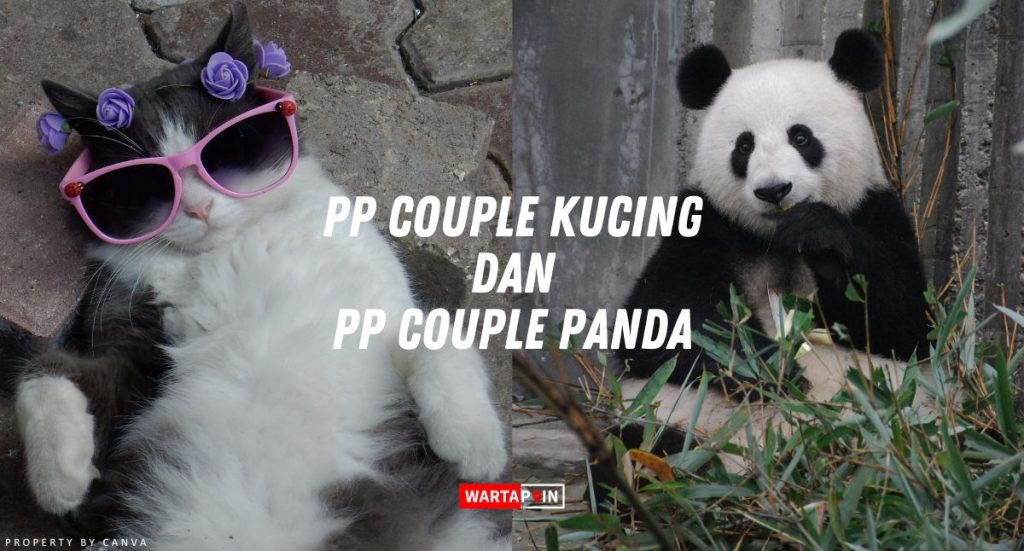 Kumpulan PP Couple Kucing dan PP Couple Panda Terbaru