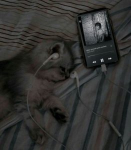 100+ Foto PP Kucing Lucu, Meme, Couple dan Aesthetic