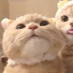 100+ Foto PP Kucing Lucu, Meme, Couple dan Aesthetic