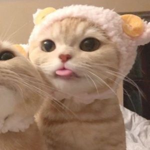 100+ Foto PP Kucing Lucu, Meme, Couple dan Aesthetic