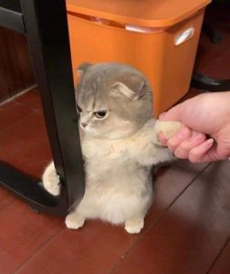 100+ Foto PP Kucing Lucu, Meme, Couple dan Aesthetic