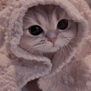 100+ Foto PP Kucing Lucu, Meme, Couple dan Aesthetic