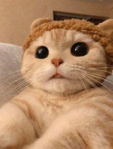 100+ Foto PP Kucing Lucu, Meme, Couple dan Aesthetic