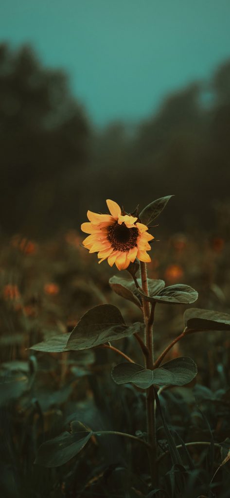 Kumpulan Wallpaper Bunga Aesthetic Terbaik di Tahun 2023