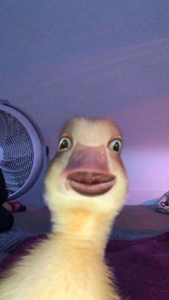 Kumpulan Meme Foto Lucu Bikin Ngakak ter Viral Bulan ini