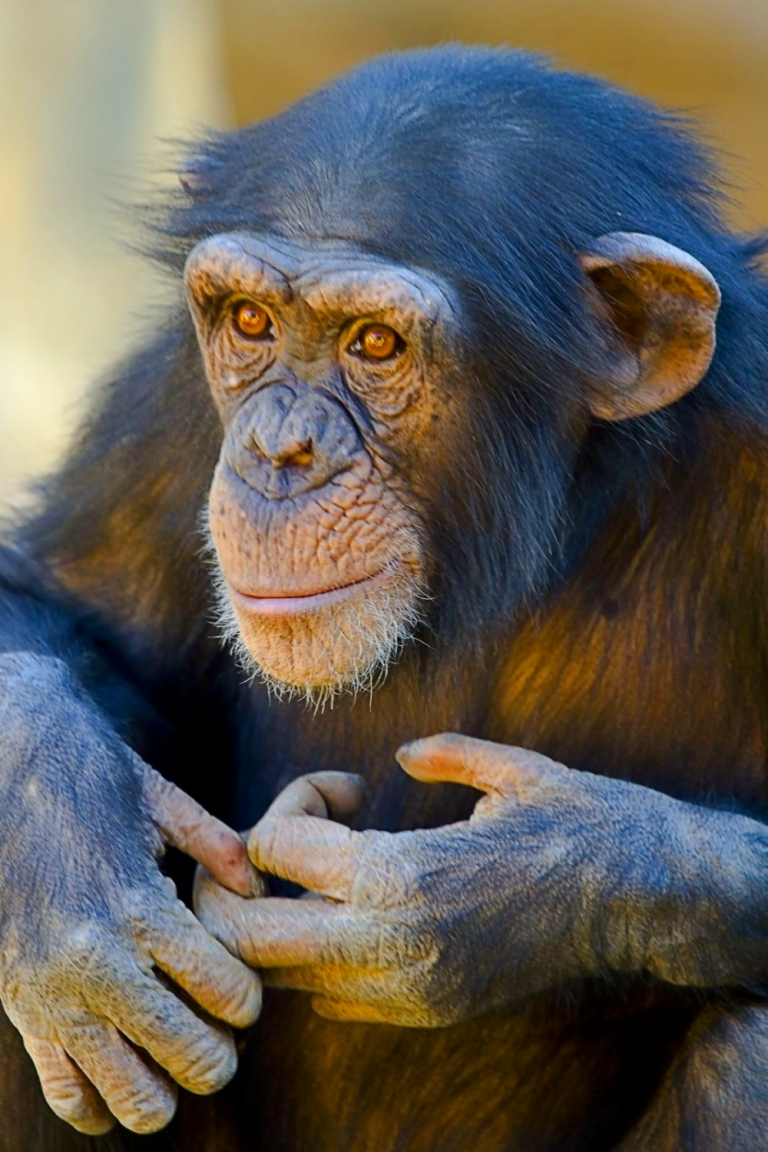 Kumpulan Foto dan Video Asli Monyet Lagi Panco Terbaru