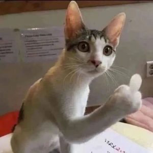 Kumpulan PP Meme Untuk WA Paling Lucu Bikin Ngakak