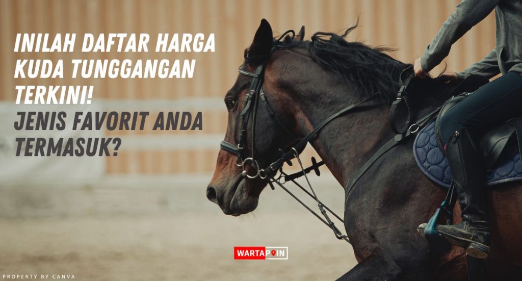 Daftar Harga Kuda Tunggangan Berdasarkan Semua Jenisnya