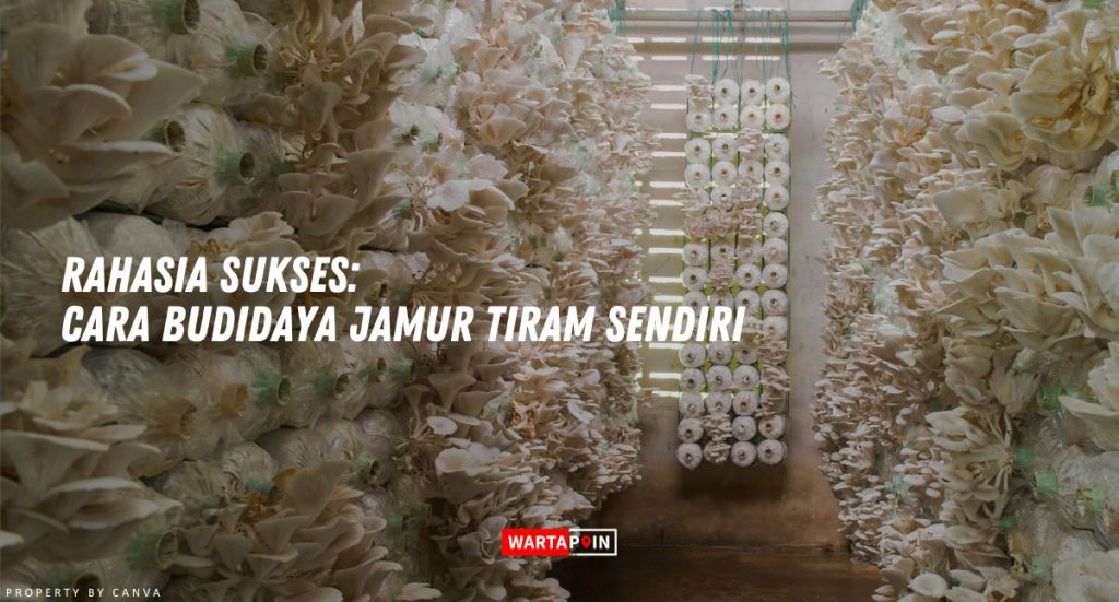 Rahasia Sukses: Cara Budidaya Jamur Tiram Sendiri