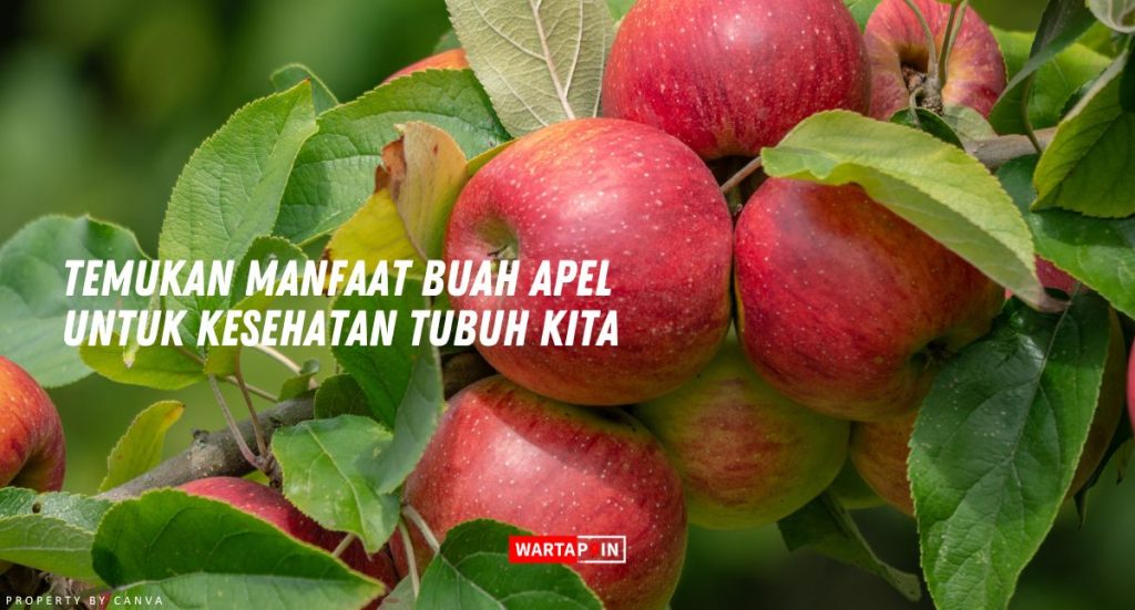 Temukan Manfaat Buah Apel Untuk Kesehatan Tubuh Kita