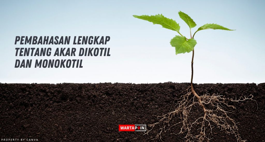 Pembahasan Lengkap Tentang Akar Dikotil dan Monokotil