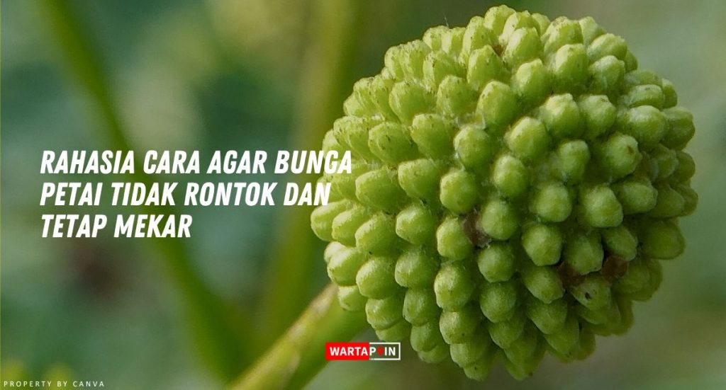 Rahasia Cara Agar Bunga Petai Tidak Rontok dan Tetap Mekar
