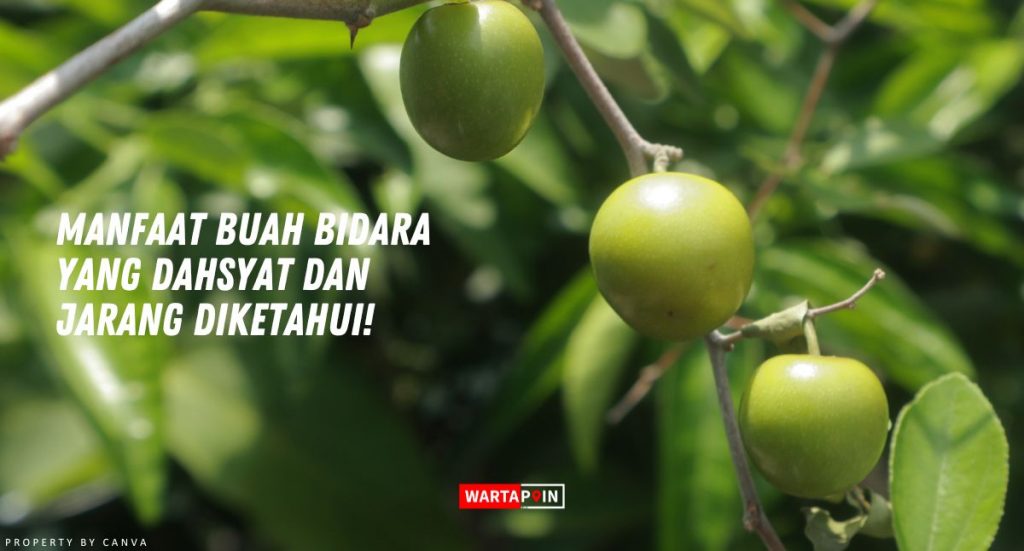 Manfaat Buah Bidara yang Dahsyat dan Jarang Diketahui!