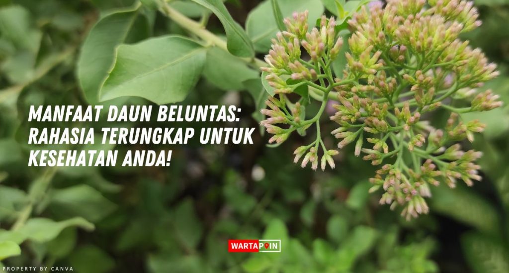 Manfaat Daun Beluntas: Rahasia Terungkap untuk Kesehatan Anda!