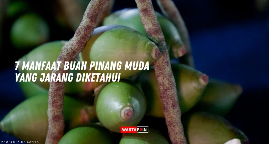 7 Manfaat Buah Pinang Muda yang Jarang Diketahui