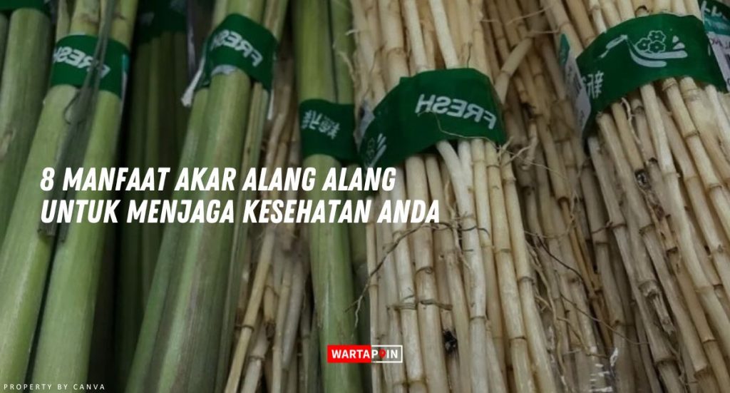 8 Manfaat Akar Alang Alang Untuk Menjaga Kesehatan Anda