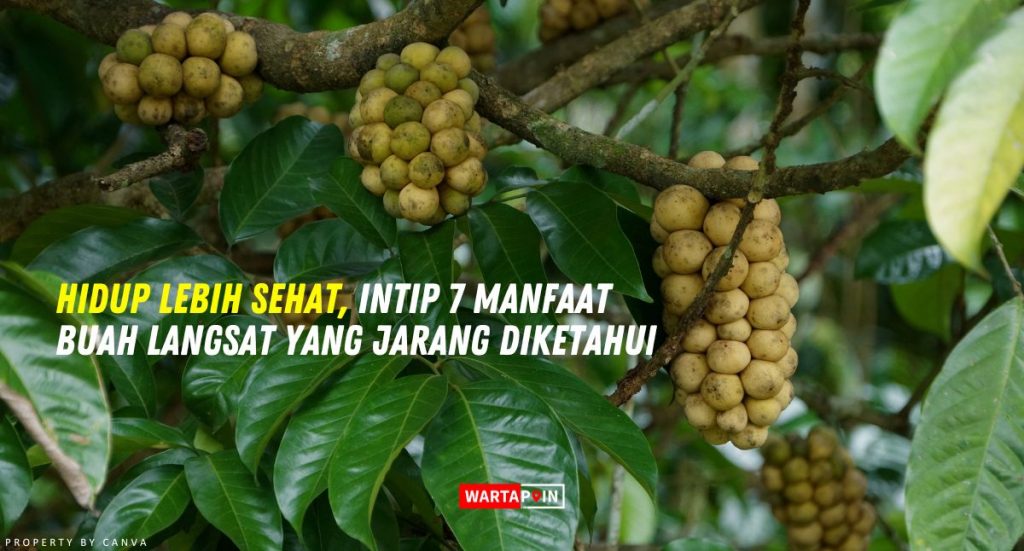 Hidup Lebih Sehat, Intip 7 Manfaat Buah Langsat yang Jarang Diketahui