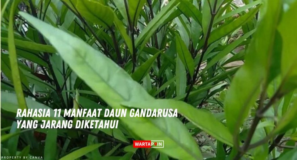 Rahasia 11 Manfaat Daun Gandarusa yang Jarang Diketahui