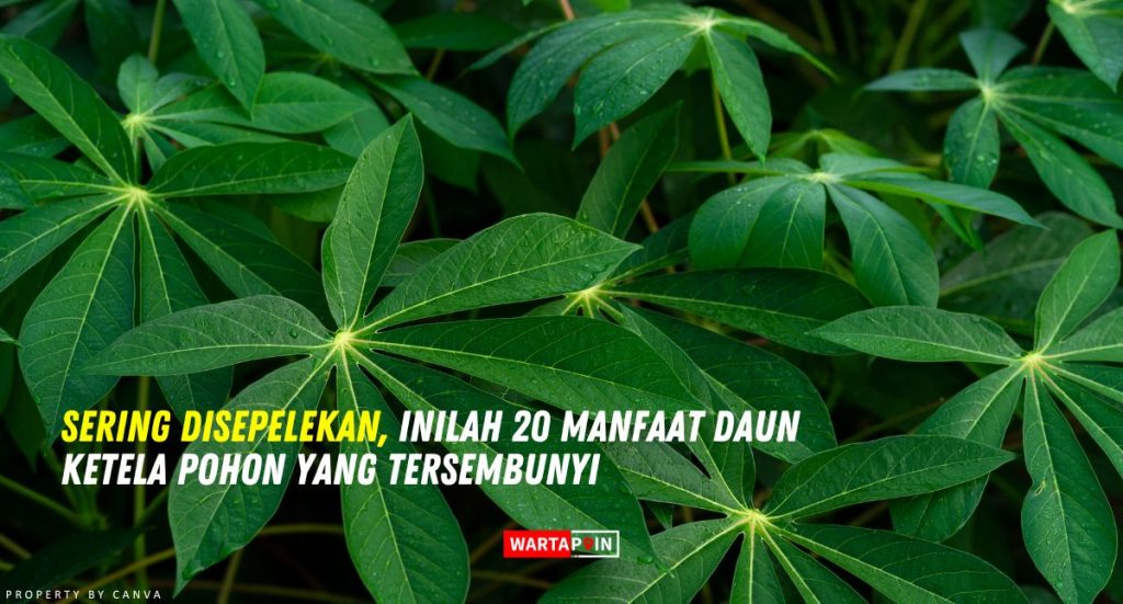 Sering Disepelekan, Inilah 20 Manfaat Daun Ketela Pohon yang Tersembunyi