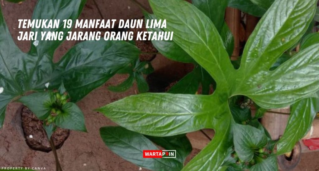 Temukan 19 Manfaat Daun Lima Jari yang Jarang Orang Ketahui