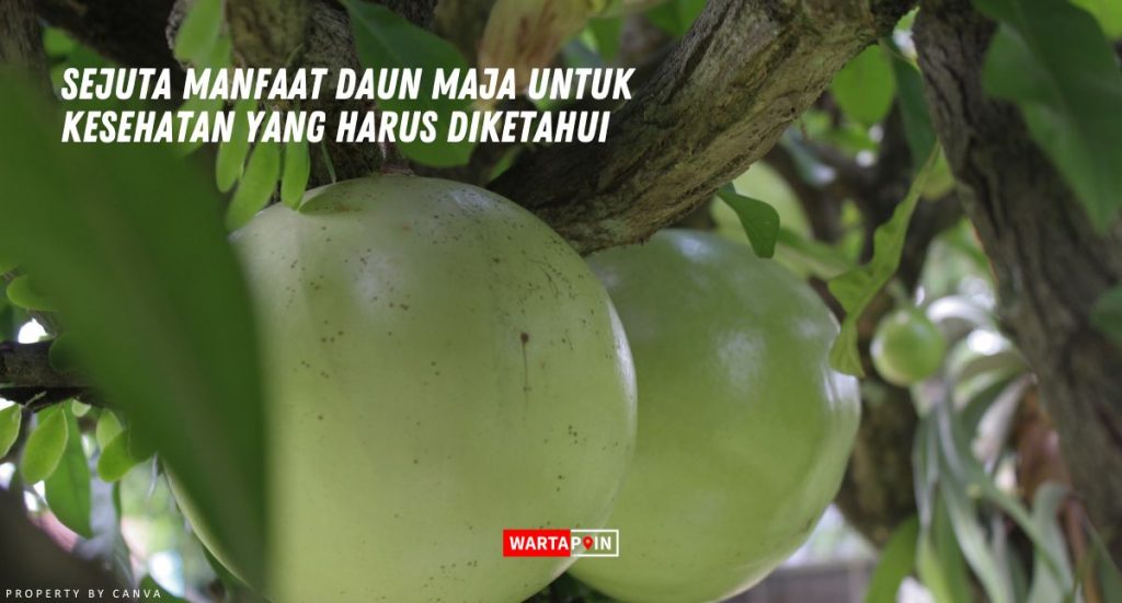 Sejuta Manfaat Daun Maja untuk Kesehatan yang Harus Diketahui