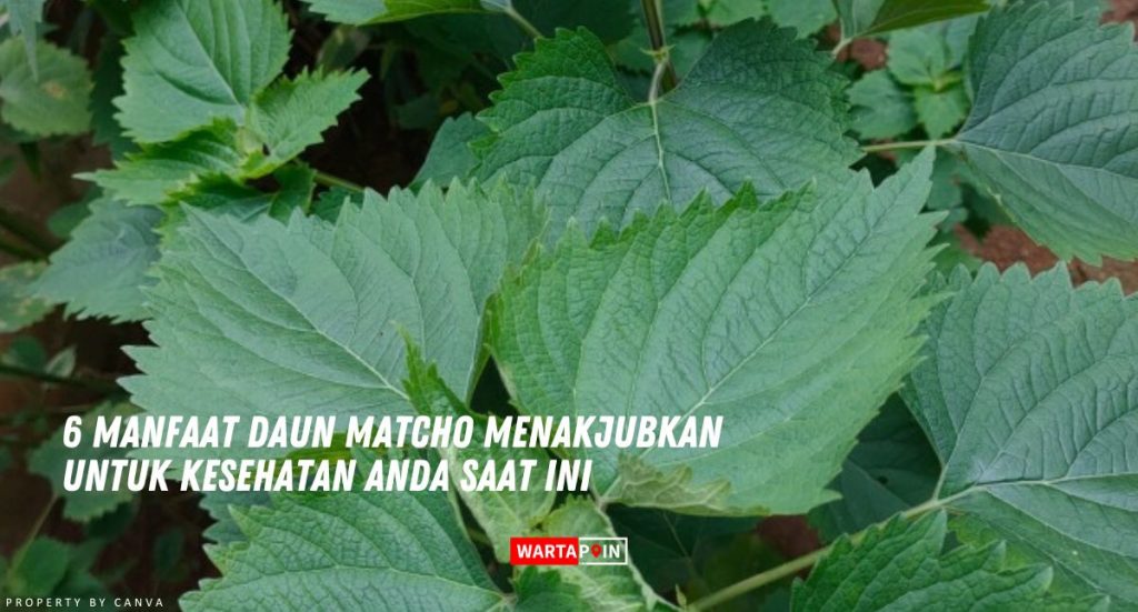 6 Manfaat Daun Matcho Menakjubkan Untuk Kesehatan Anda