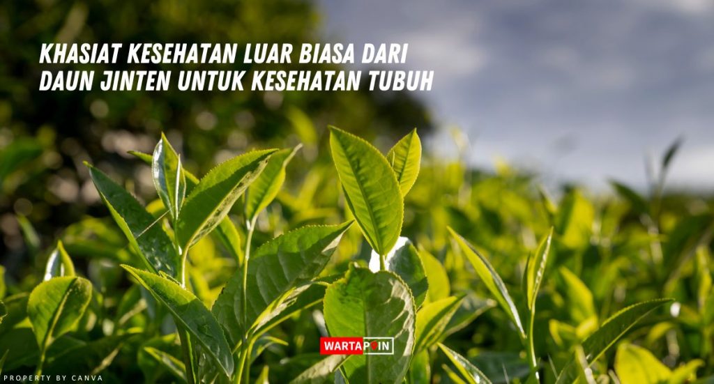 Khasiat Kesehatan Luar Biasa dari Daun Jinten untuk Kesehatan Tubuh